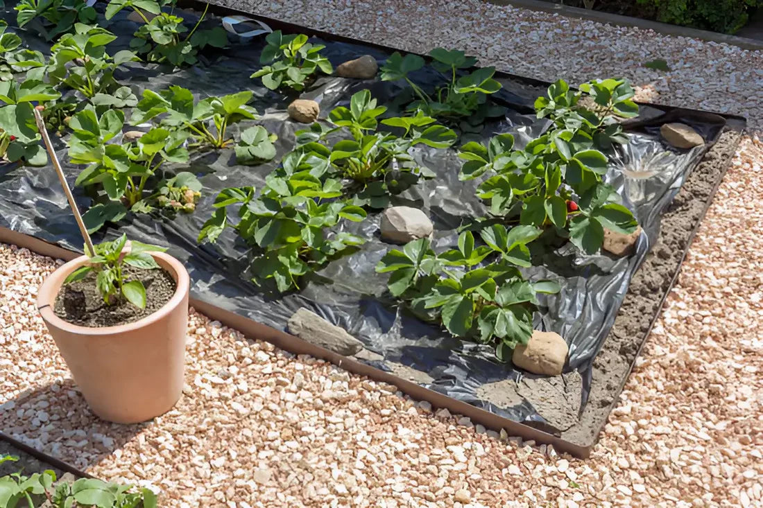 How to Use Garden Tarpaulin to Stop Weeds - Proven Effective Methods a ...